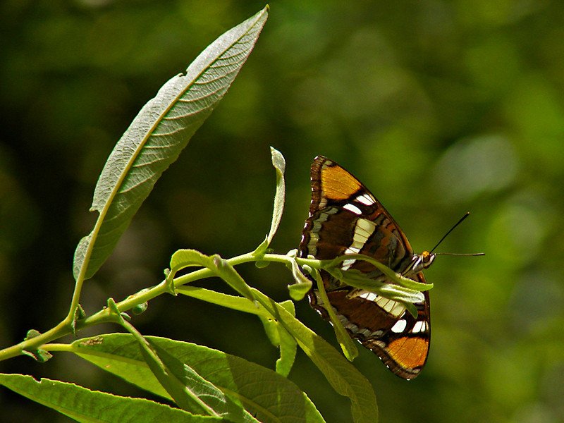 Adelpha bredowii californica | Art Shapiro's Butterfly Site