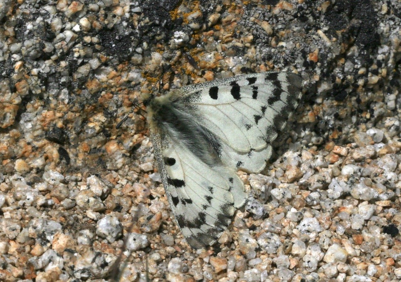 Parnassius phoebus behrii | Art Shapiro's Butterfly Site