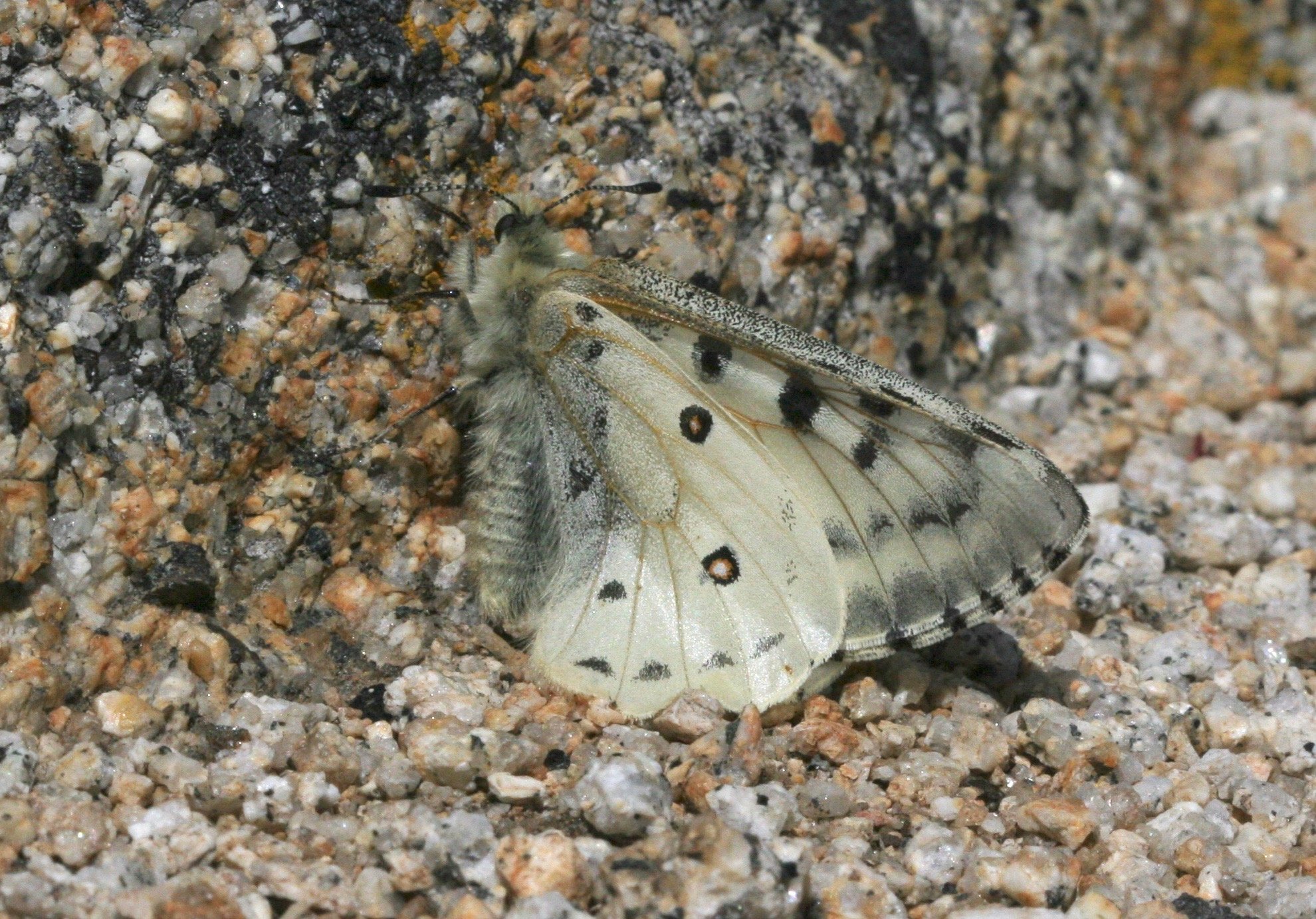 Parnassius phoebus behrii | Art Shapiro's Butterfly Site