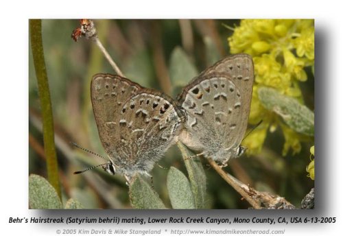 Satyrium behrii | Art Shapiro's Butterfly Site